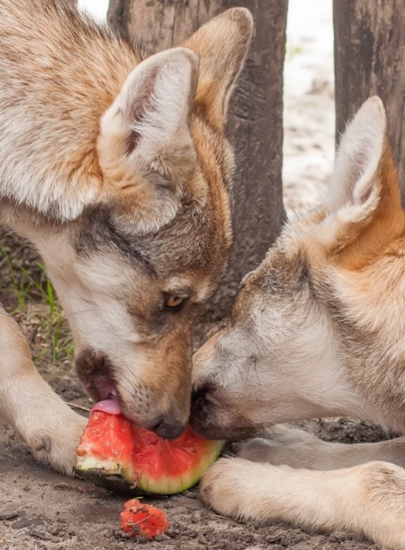 La necesidad de fruta y verdura | Concepto Carnívoro